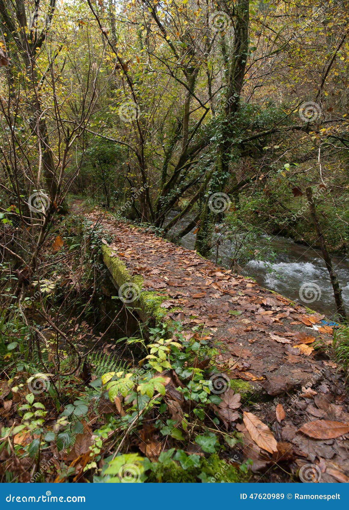 Little Stone Bridge in the Forest Stock Image - Image of landscape ...