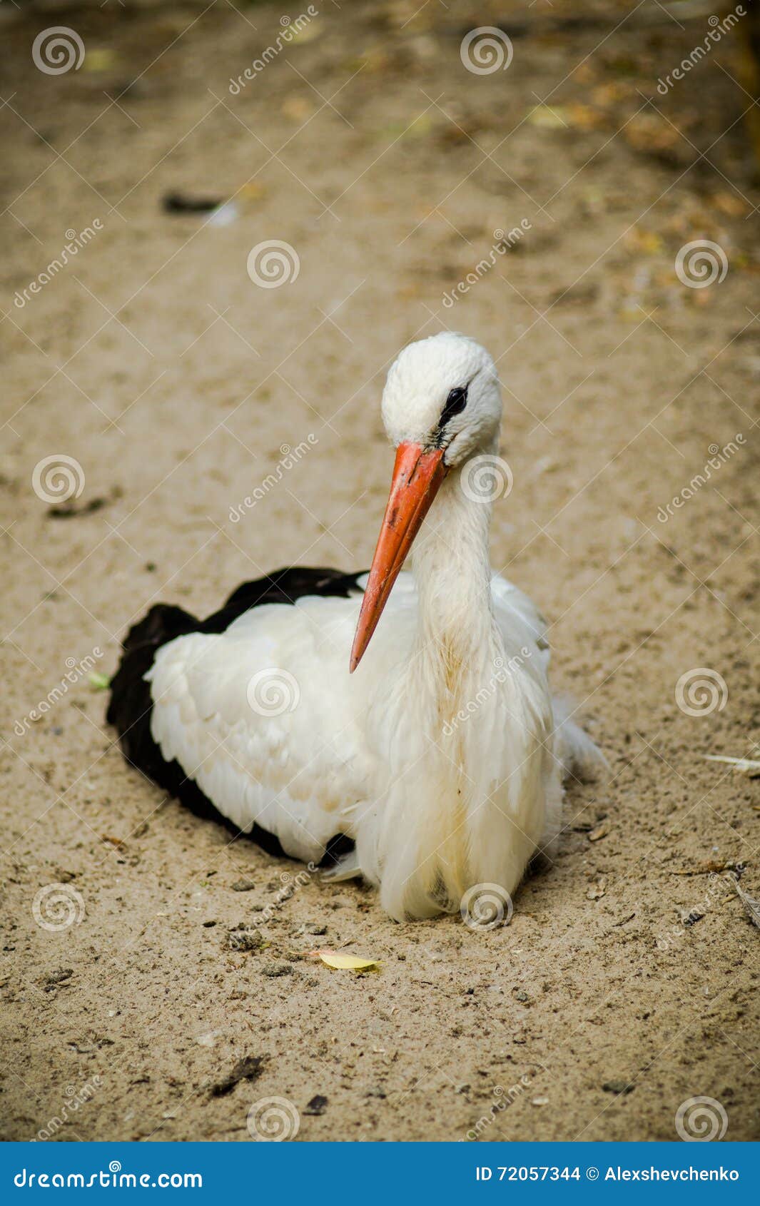 A little stork stock photo. Image of bird, close, water - 72057344
