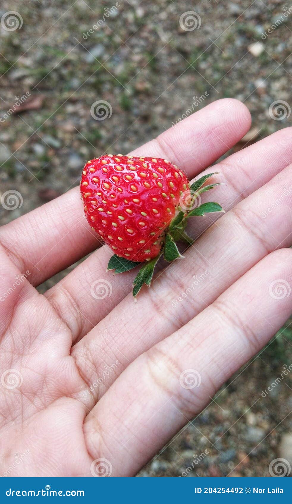 A Little strawberry stock photo. Image of food, vegetable - 204254492