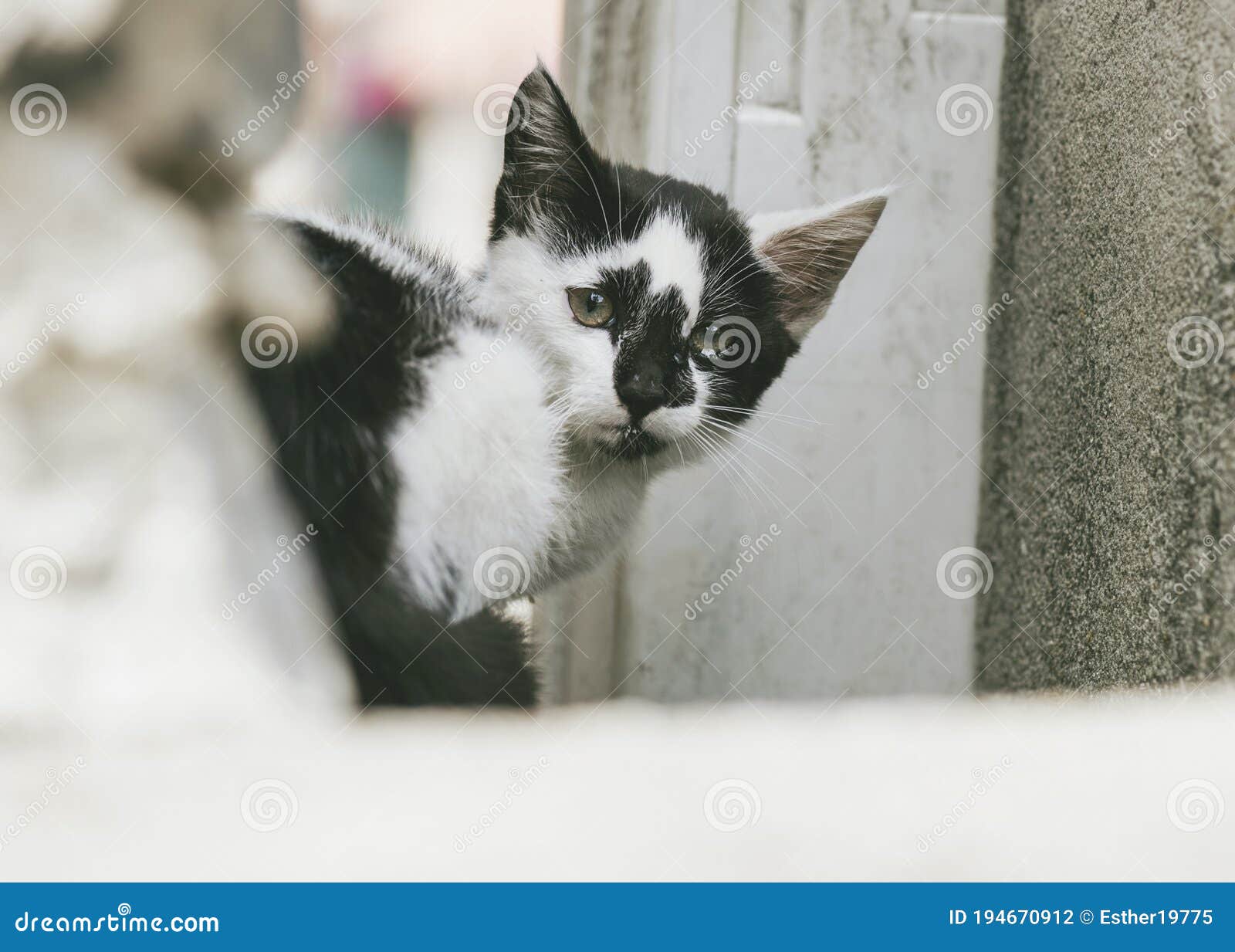 A Little Stray Kittens Sitting On A Street Near Of The Old Wall. Sad ...