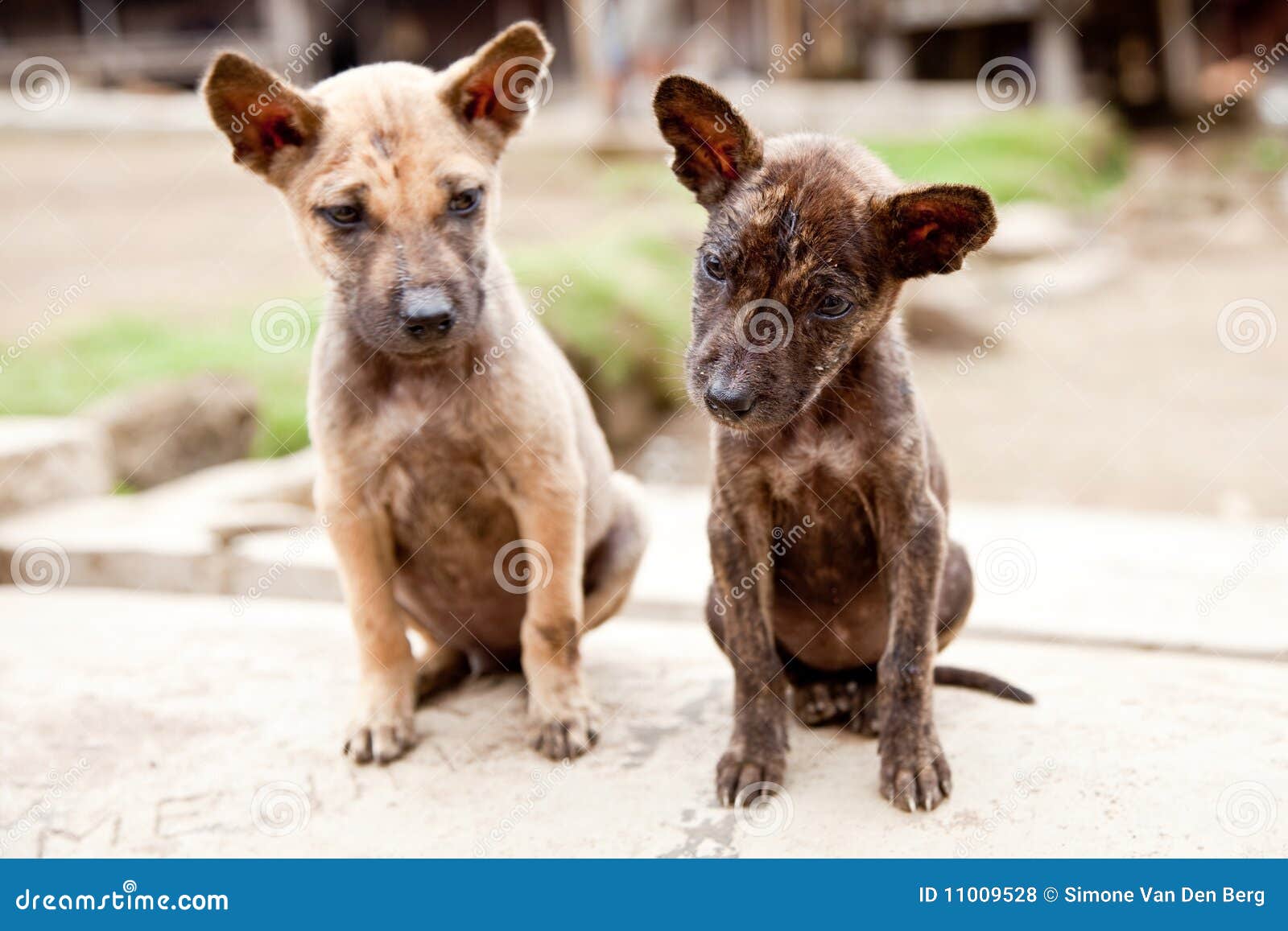 Little stray dogs stock photo. Image of pets, asian, stray - 11009528