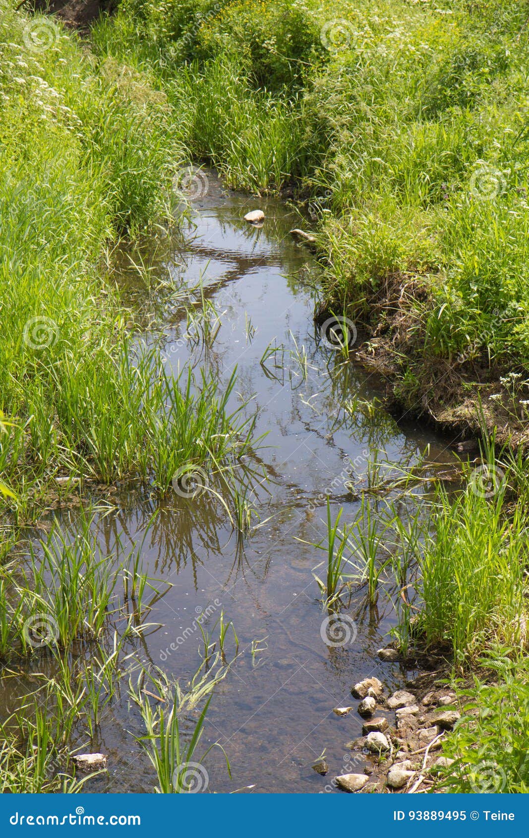 A little stream stock image. Image of stone, summer, wild - 93889495