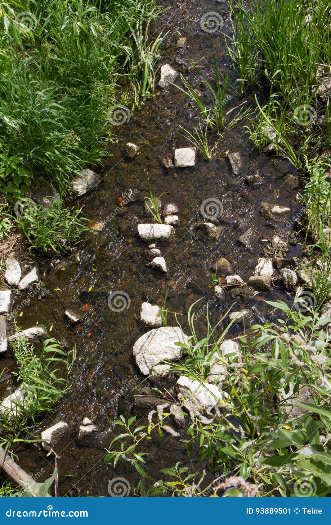 A little stream stock image. Image of water, flora, flux - 93889501