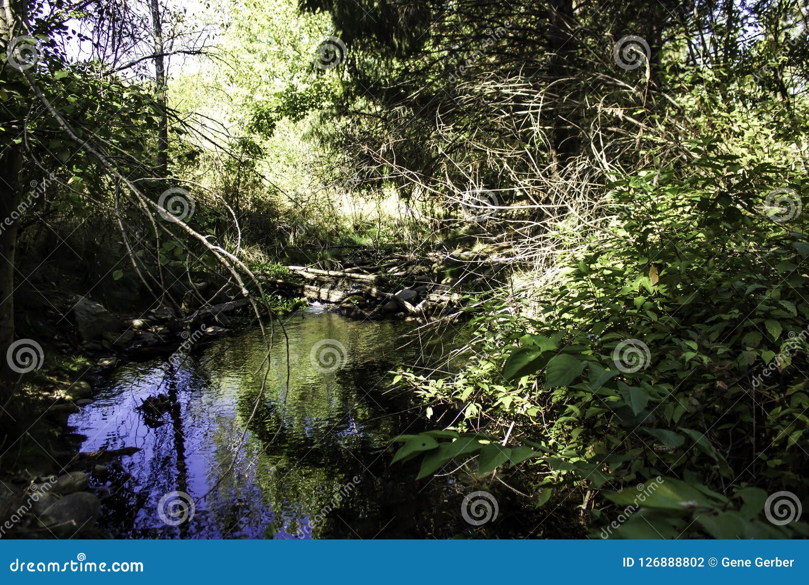 Little Stream in the Woods stock photo. Image of yellow - 126888802