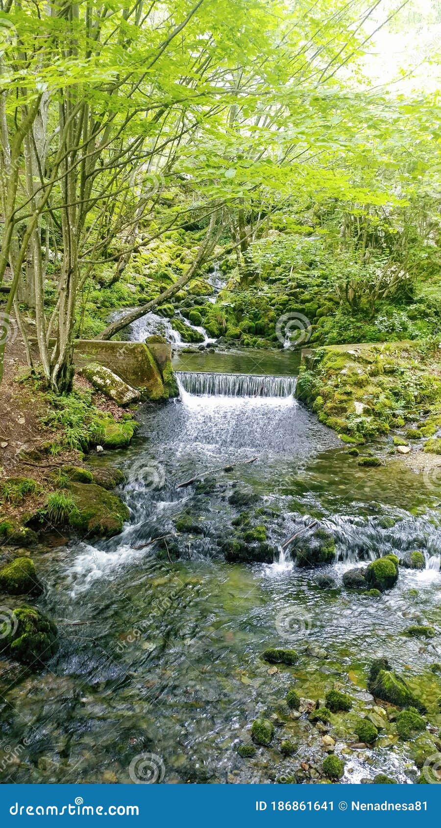 Little Stream in the Forest Stock Image - Image of little, creek: 186861641