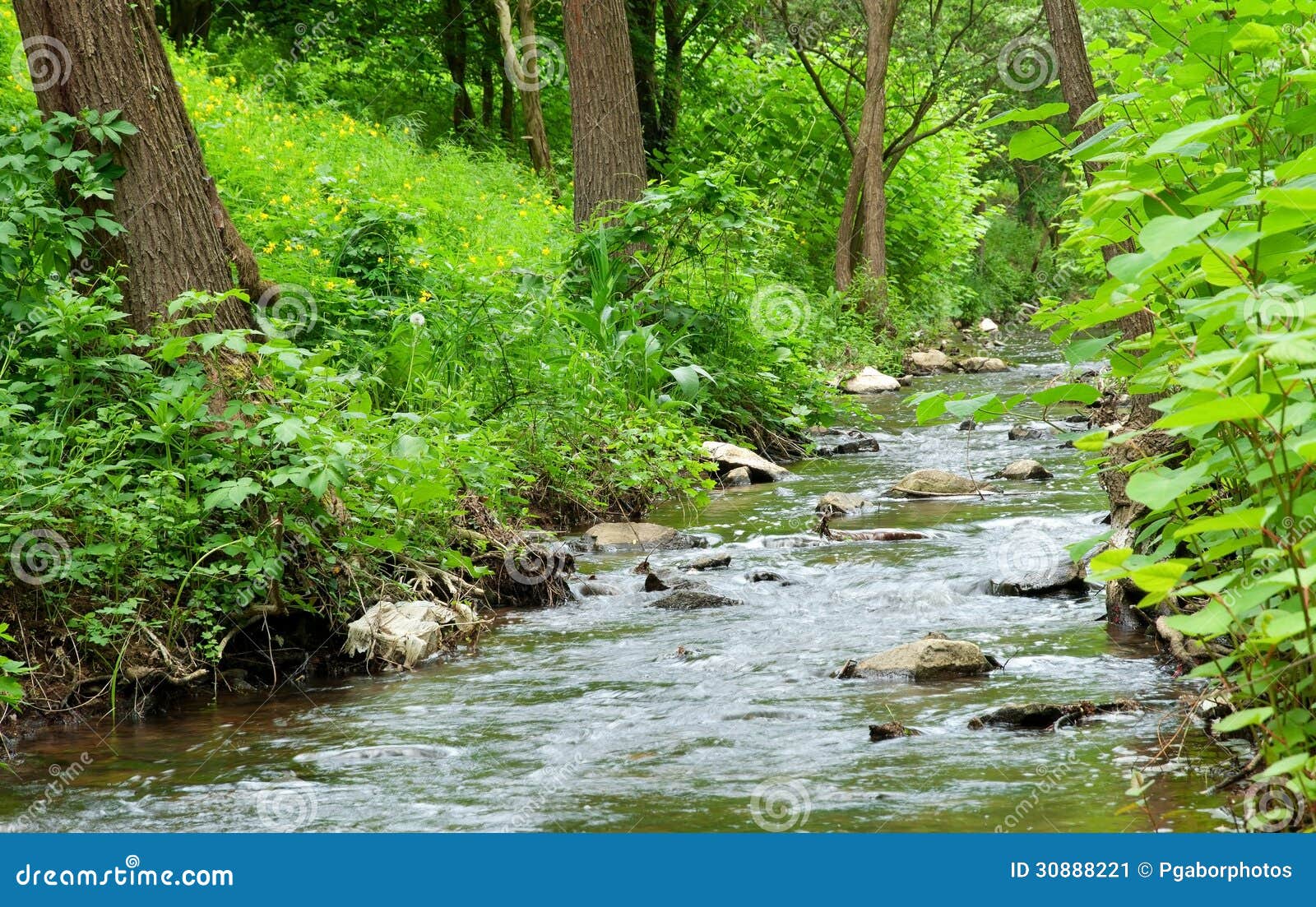 Little Stream in the Forest Stock Image - Image of environment ...