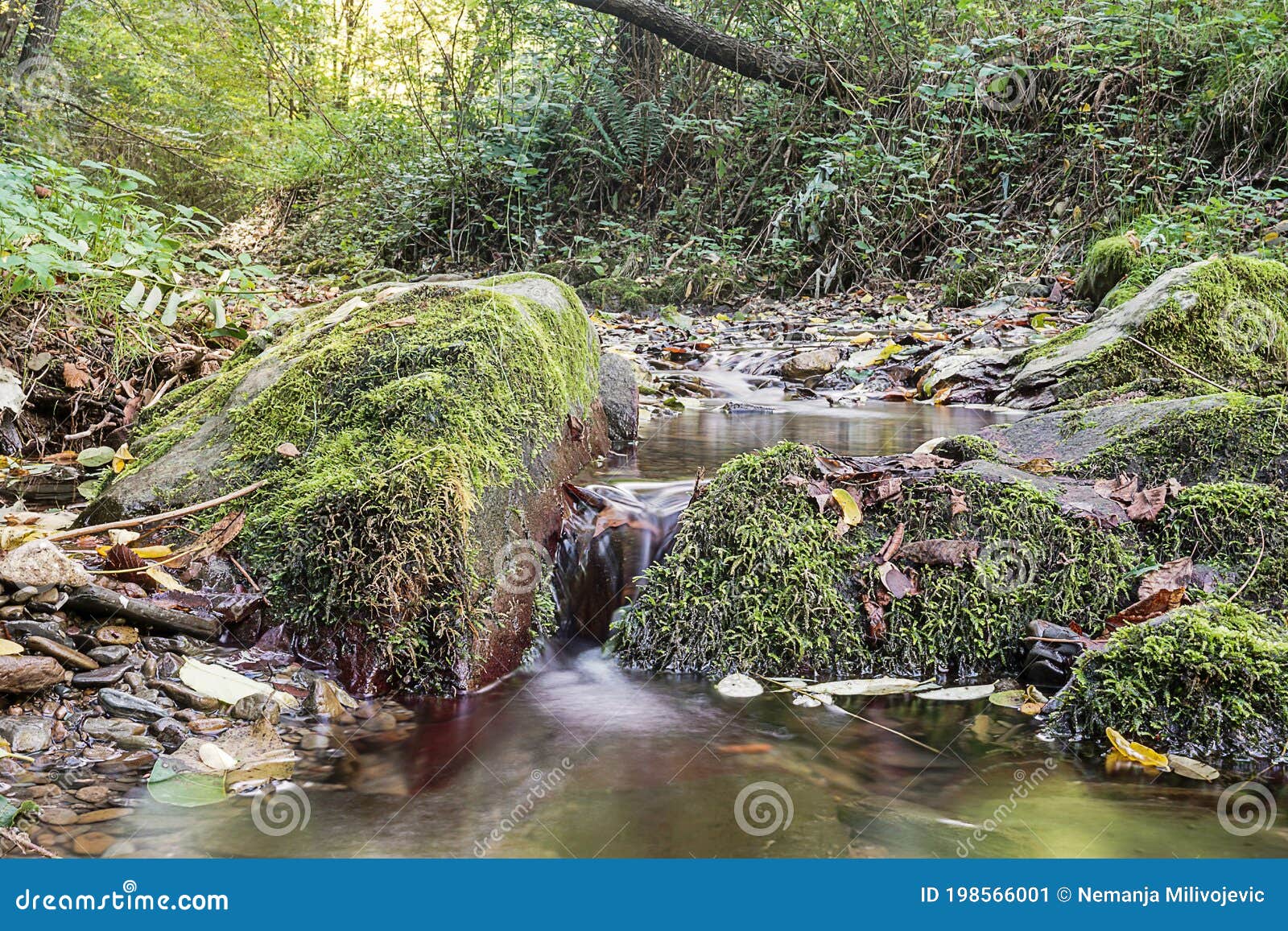 Little stream in forest stock image. Image of forest - 198566001