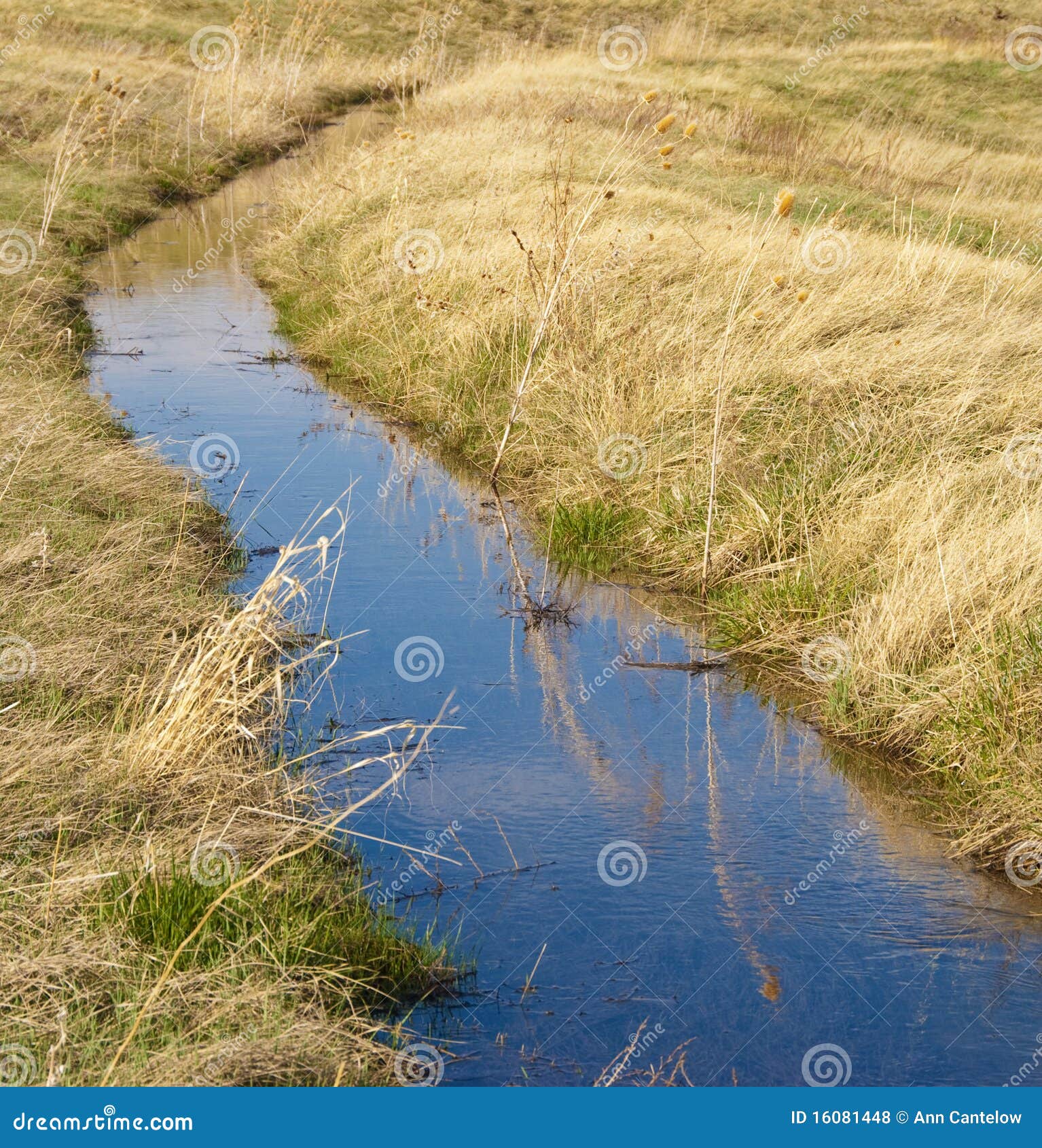 Little Stream through Grasslands Stock Photo - Image of flows, grassy ...