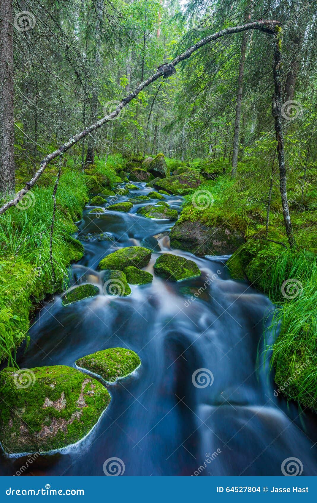 Little stream stock photo. Image of season, creek, forest - 64527804