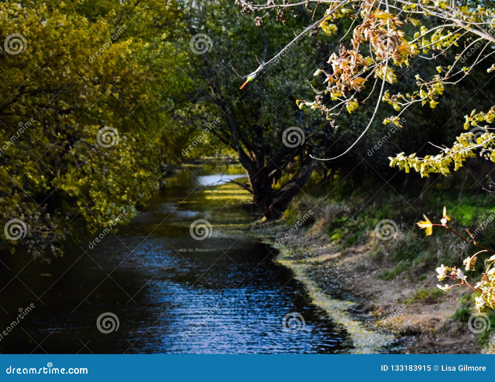 Little Stream stock image. Image of wildlife, supports - 133183915