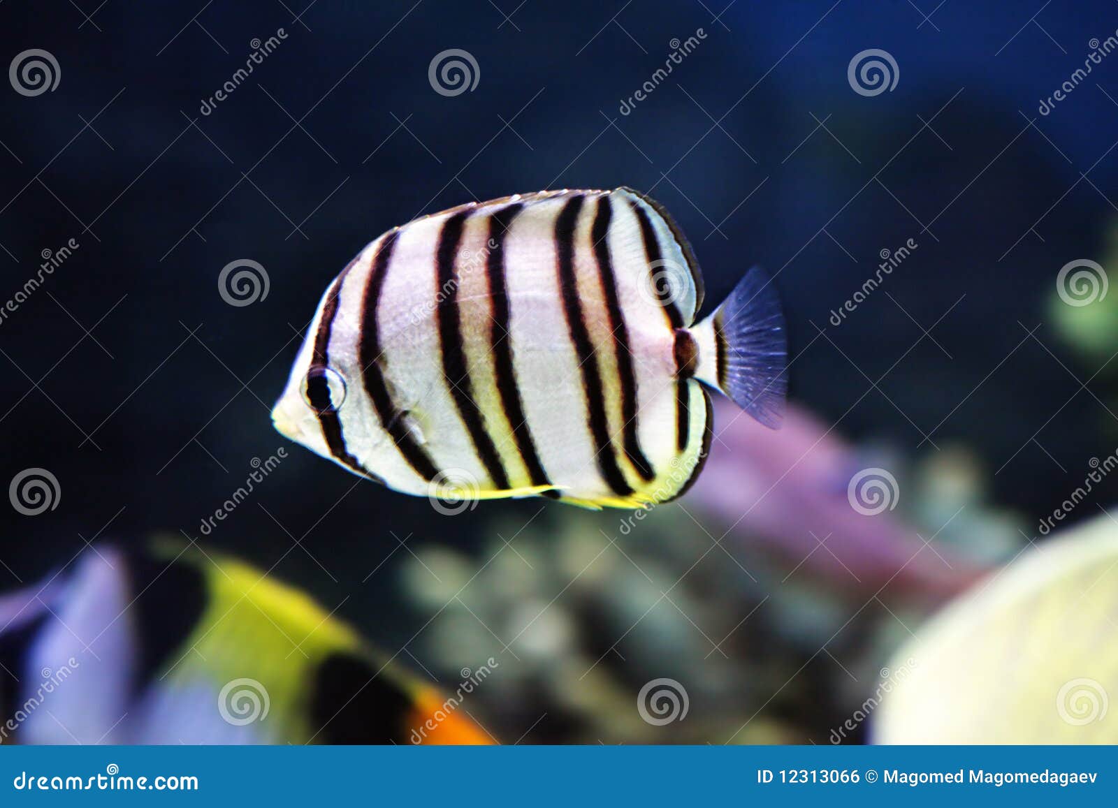 Little striped fish stock photo. Image of fish, life - 12313066