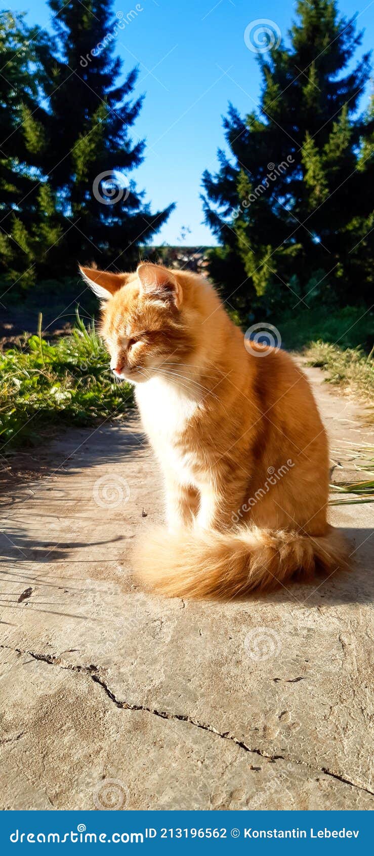 Little sunny cat stock photo. Image of sunny, animal - 213196562