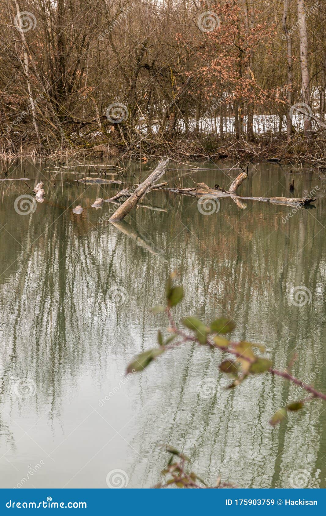 Little Swampland with Stagnant Water and Broken Trees Stock Image ...
