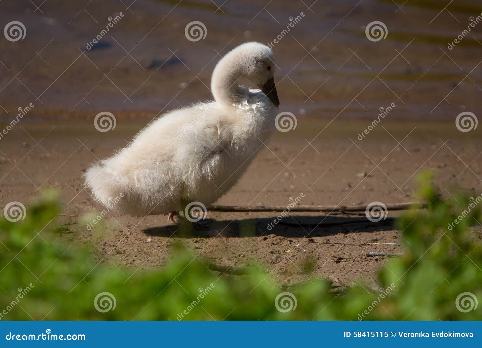 Little swan stock image. Image of nature, little, cute - 58415115