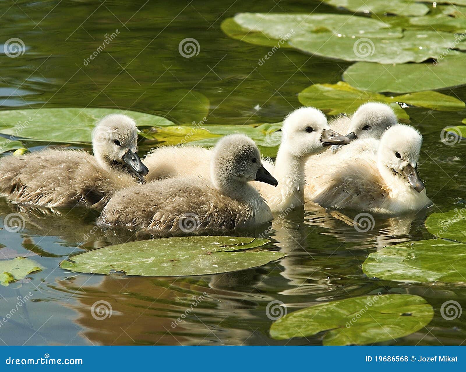 Little swans stock photo. Image of baby, young, lake - 19686568