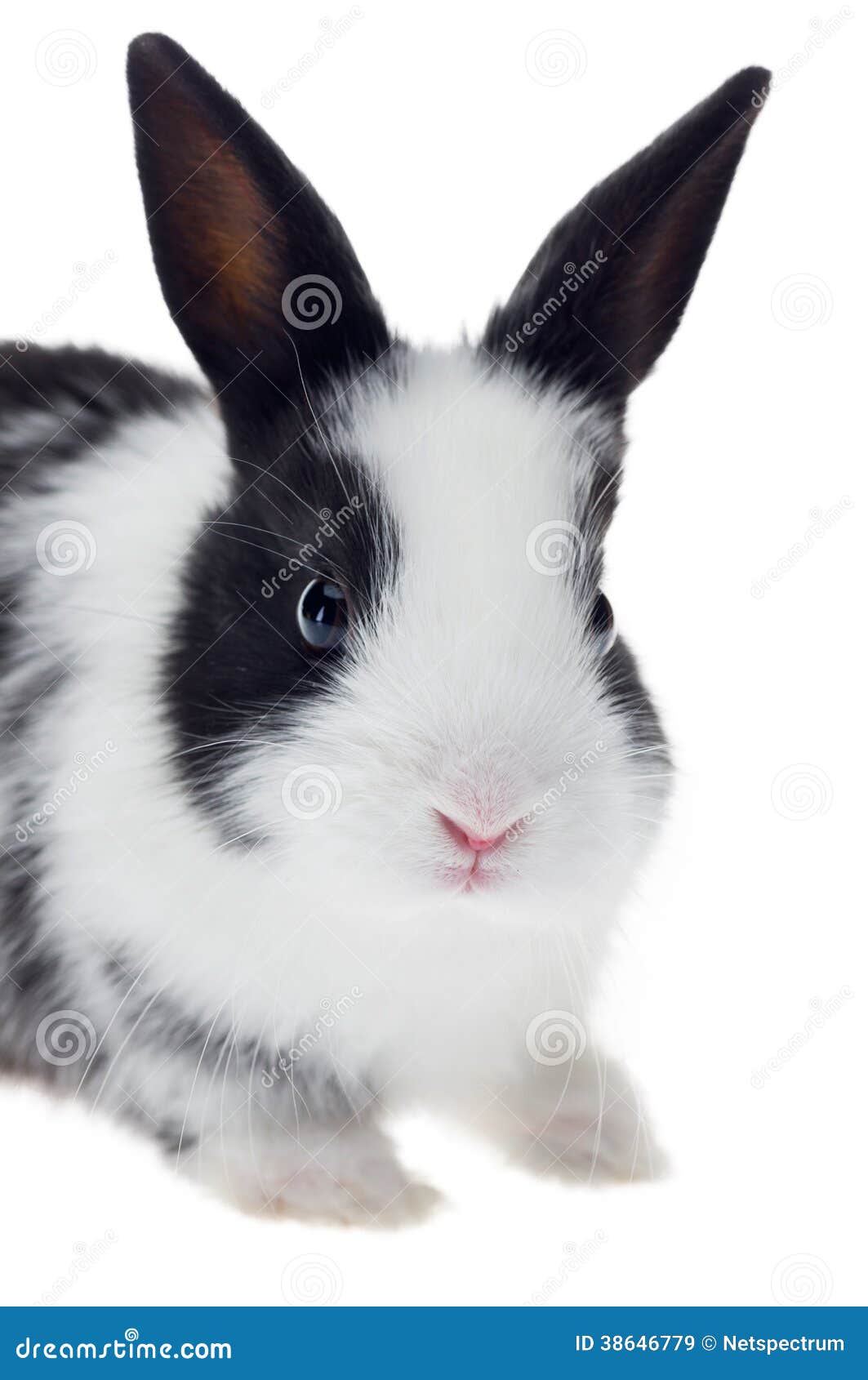 Little Sweet Bunny stock image. Image of rabbit, domestic - 38646779