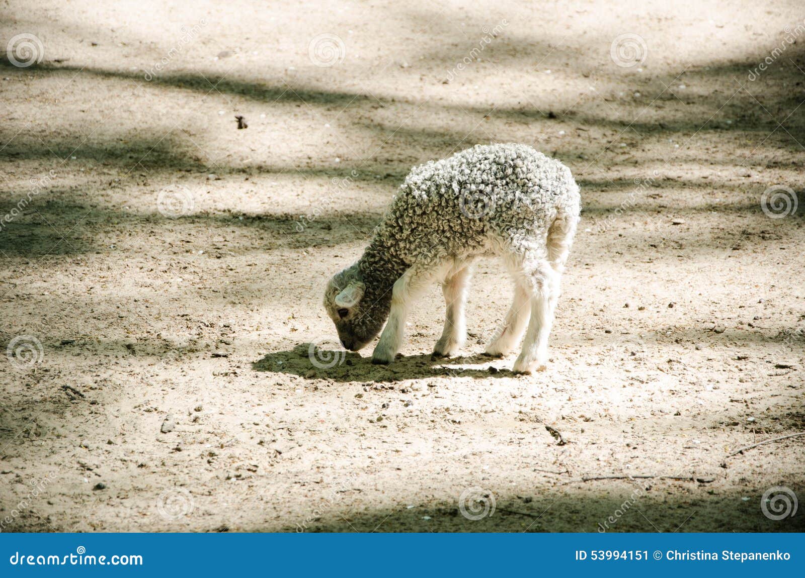 Little Sweet Grey Sheep in Park Stock Image - Image of tiny, farm: 53994151