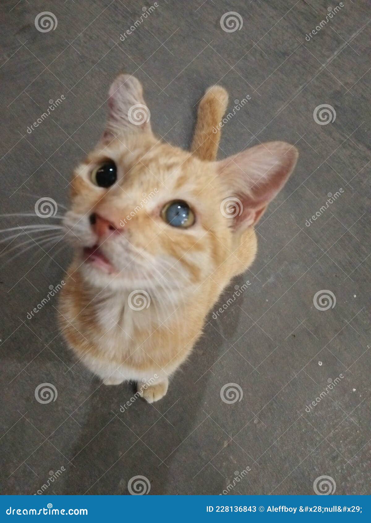 Swetty Cat Stock Photos - Free & Royalty-Free Stock Photos from Dreamstime