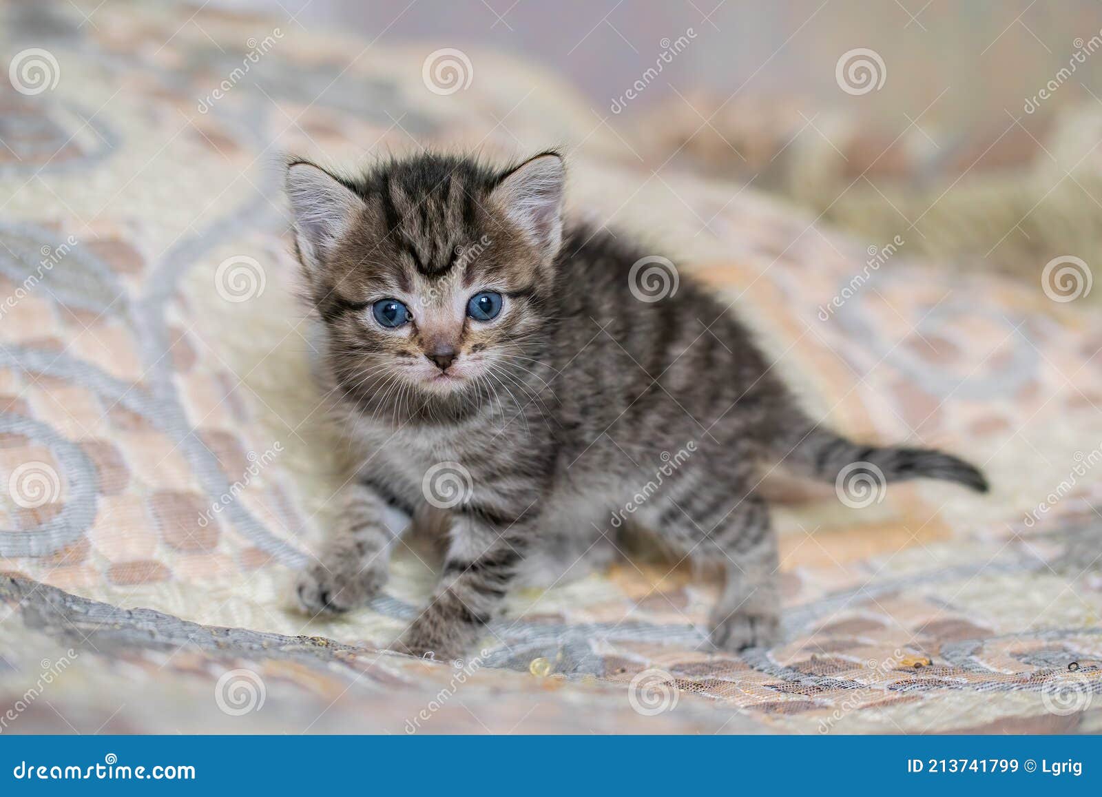 Little Tabby Kitten at Home on a Plaid Stock Image - Image of sitting ...