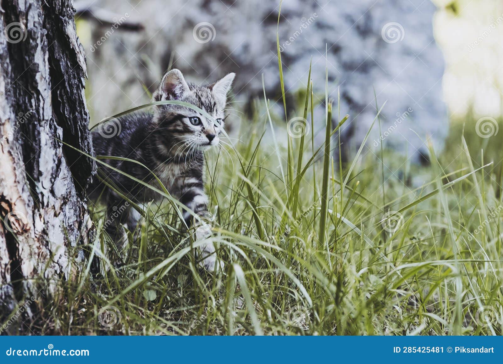 Little Tabby Kitten Playing Outside Stock Image - Image of little ...