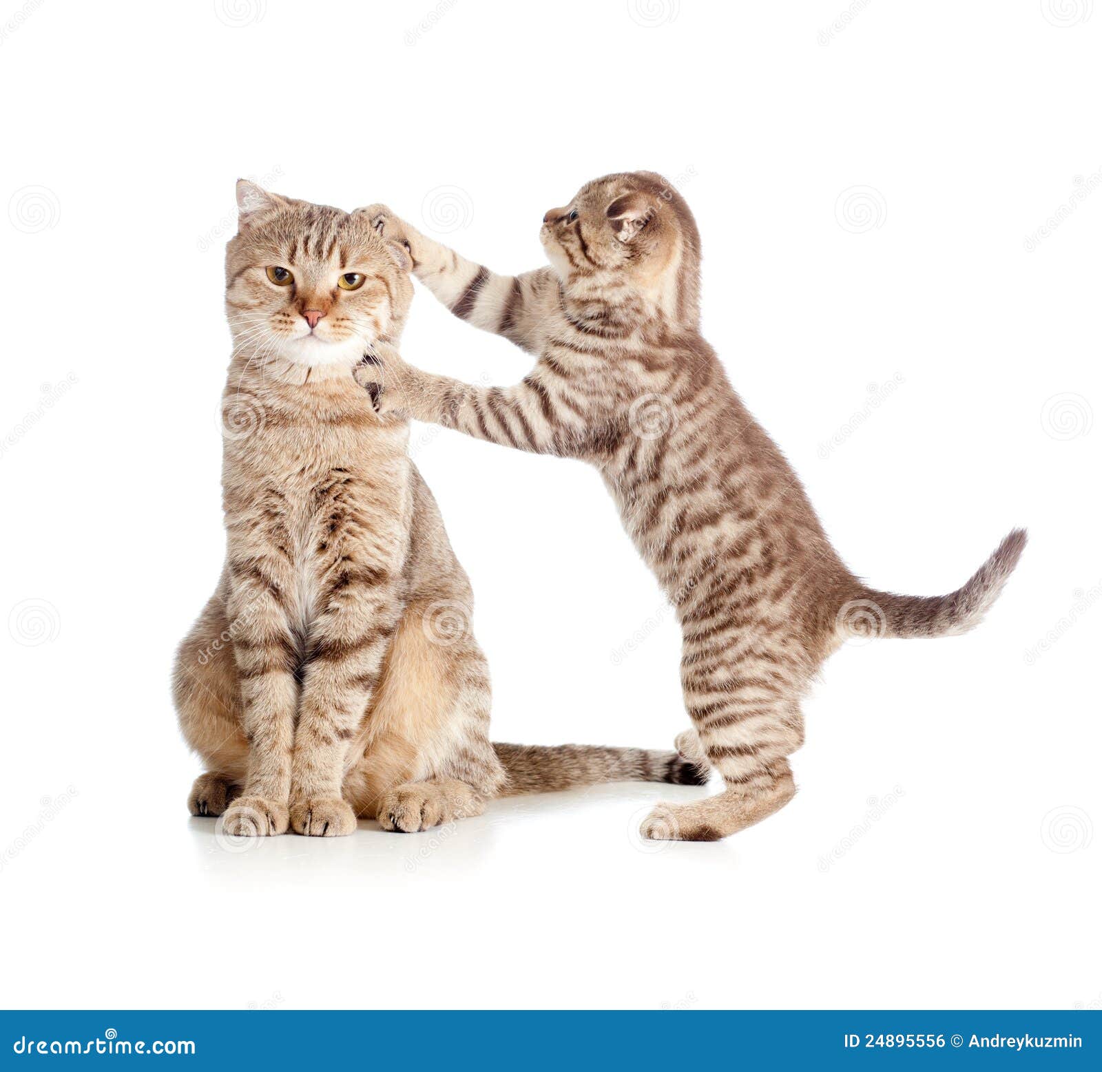 Little Tabby Kitten Touching Mother Cat Stock Photo - Image of gray ...
