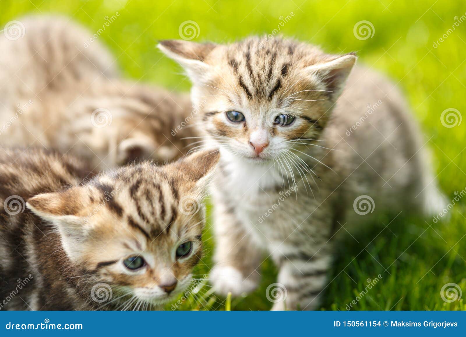 Little Tabby Kittens Playing on the Grass Stock Photo - Image of face ...