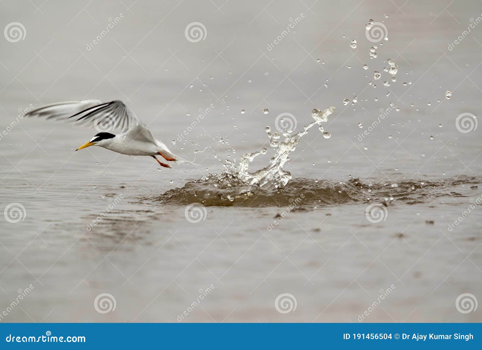 Little Tern Emerging Out from Water after a Dive at Asker Marsh ...