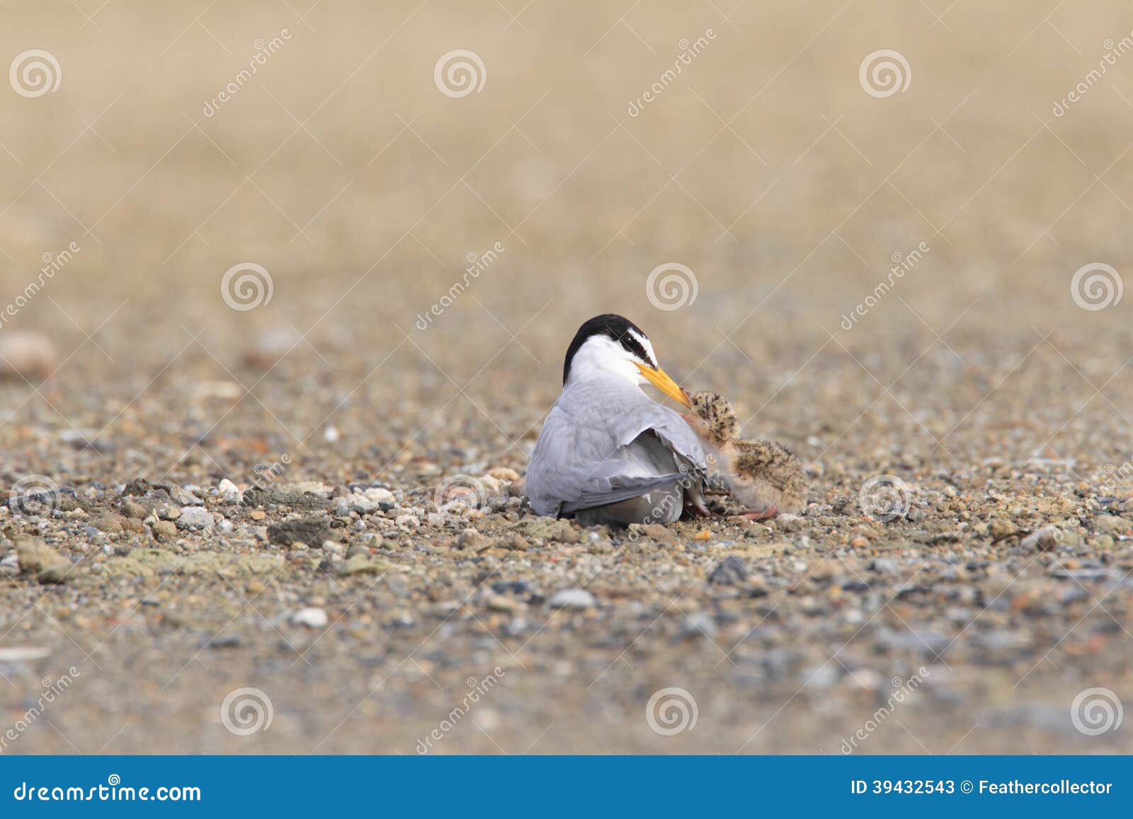 Little Tern family stock image. Image of nest, tern, birds - 39432543