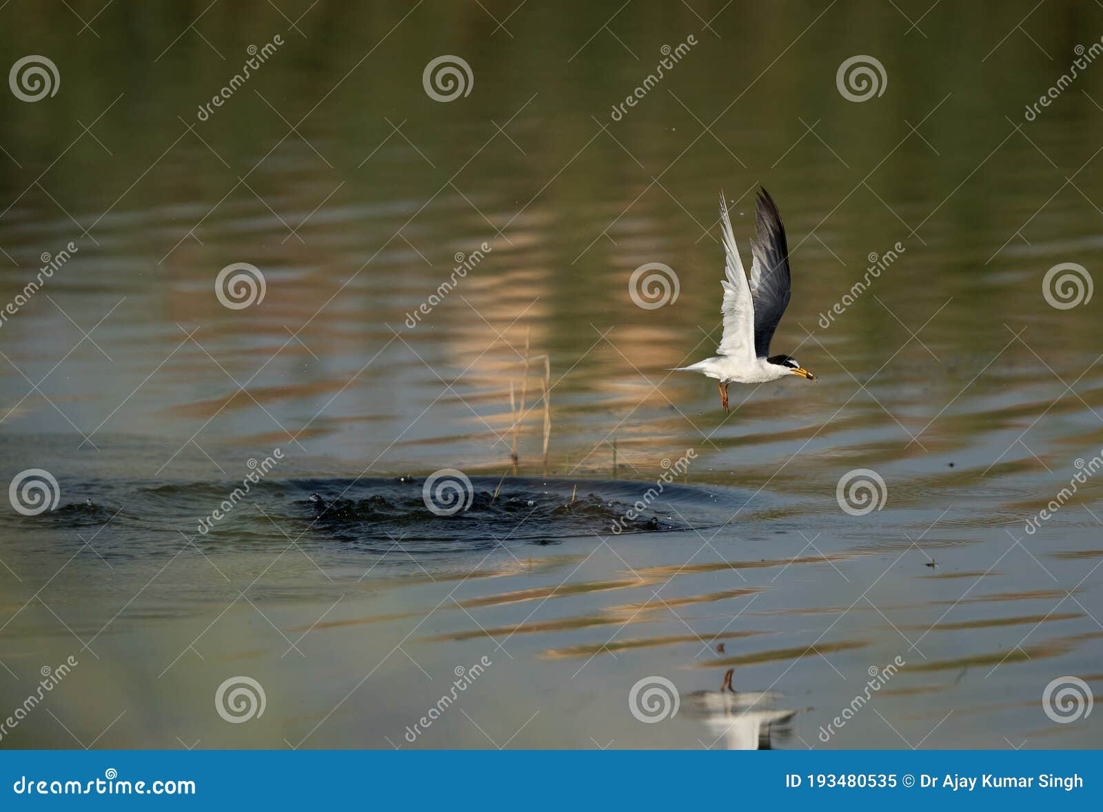 Little Tern with a Fish Catch Stock Image - Image of catch, chordata ...