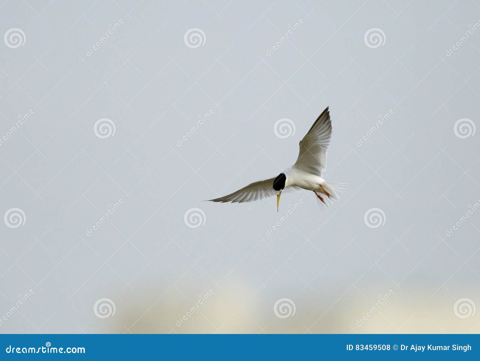 Little tern hovering stock photo. Image of hover, creature - 83459508