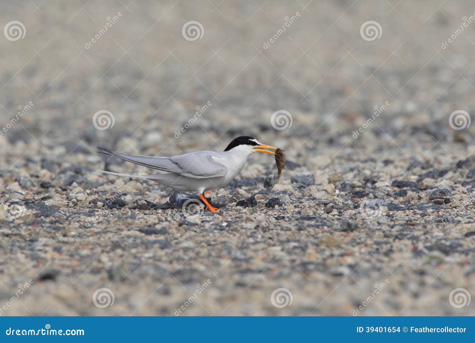 Little Tern nesting stock photo. Image of wing, migrating - 39401654