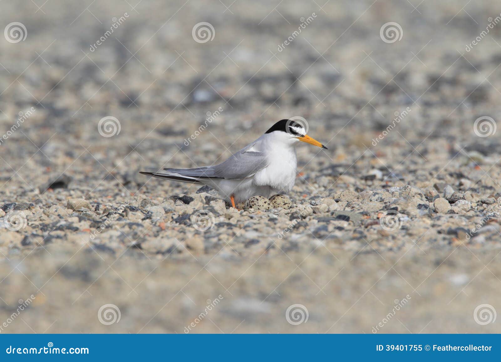 Little Tern nesting stock image. Image of bird, asia - 39401755