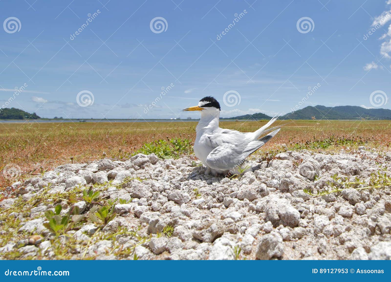 Little Tern Sternula Albifrons Birds of Thailand Stock Image - Image of ...