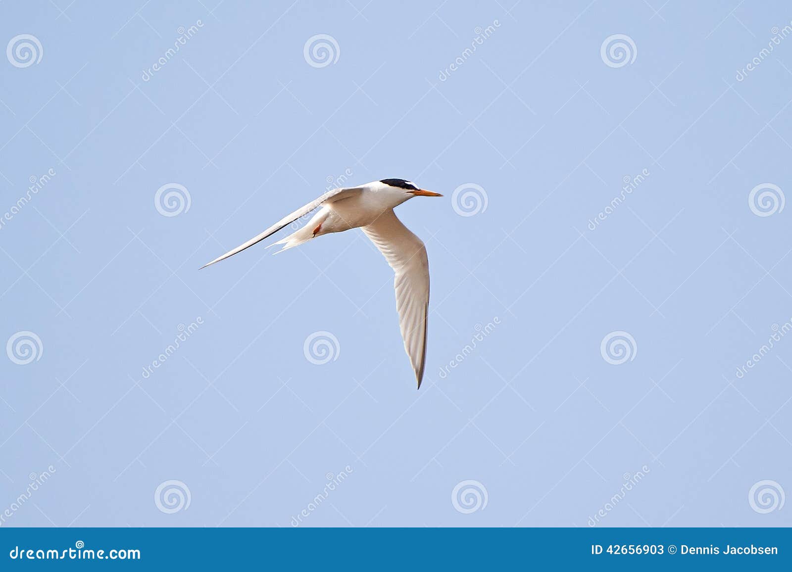 Little Tern (Sternula Albifrons) Stock Image - Image of animal, fauna ...