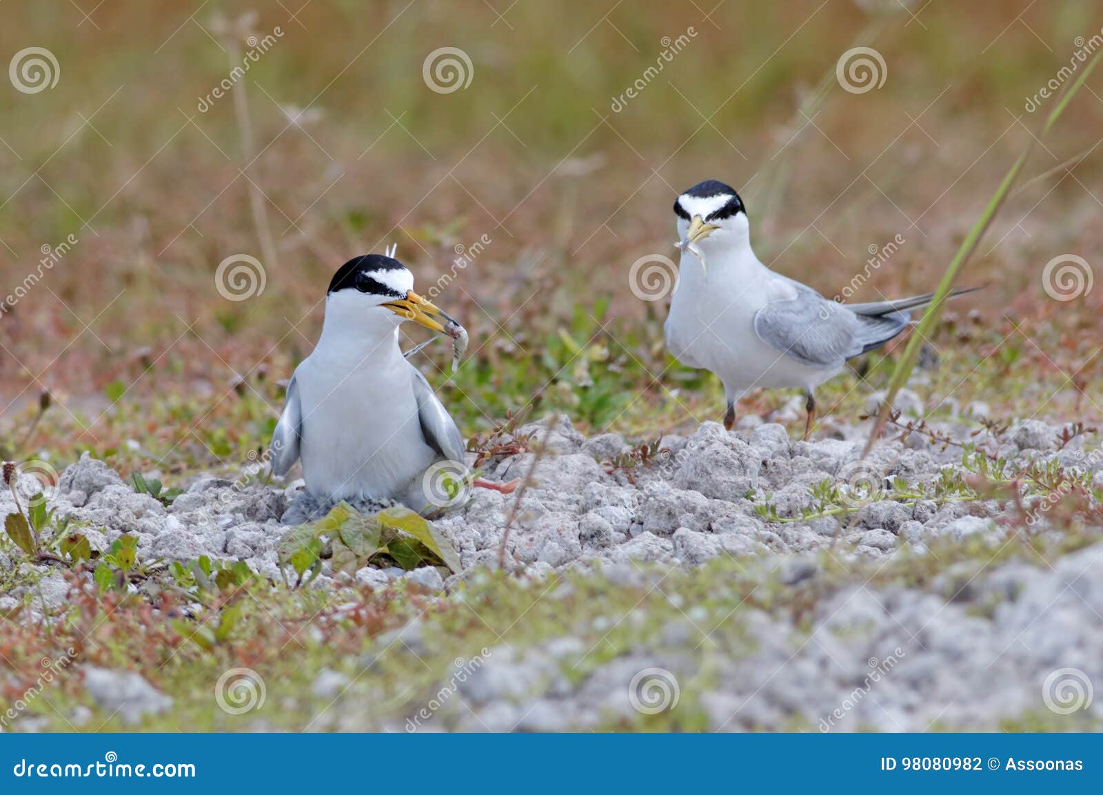 Little Tern Sternula Albifrons Two Birds Feeding Fish Stock Photo ...