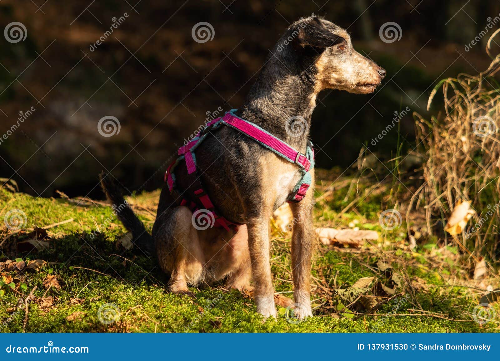 A Little Terrier Mixed Breed with Short Hair Stock Photo - Image of ...