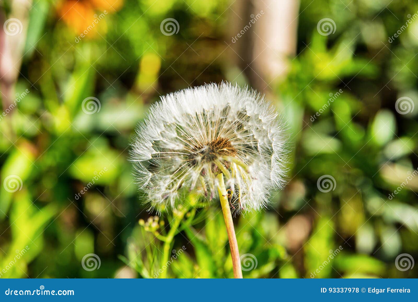 Little things stock photo. Image of life, little, flower - 93337978