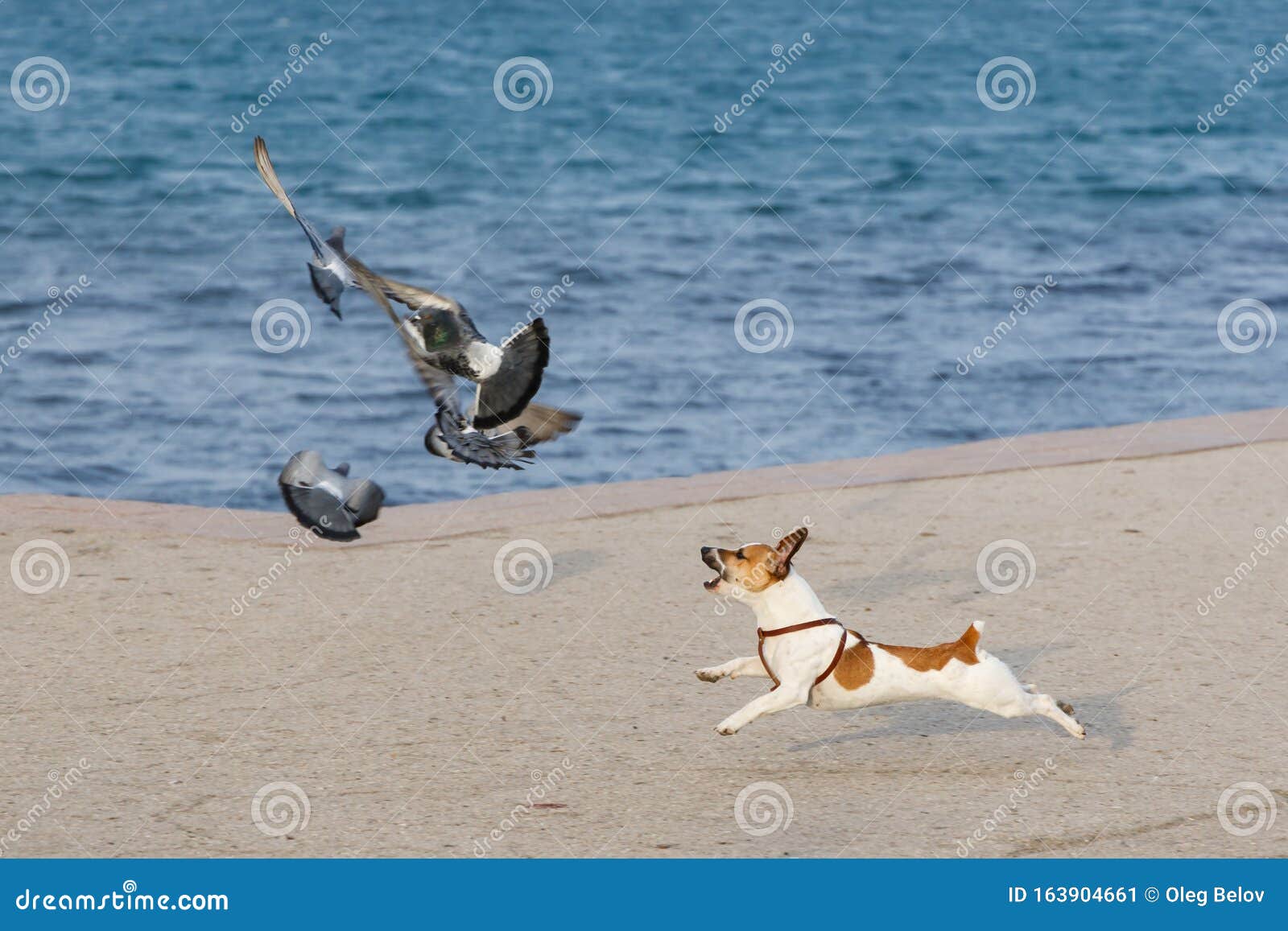 Little Thoroughbred Dog Chasing Pigeons on the Seashore Stock Image ...