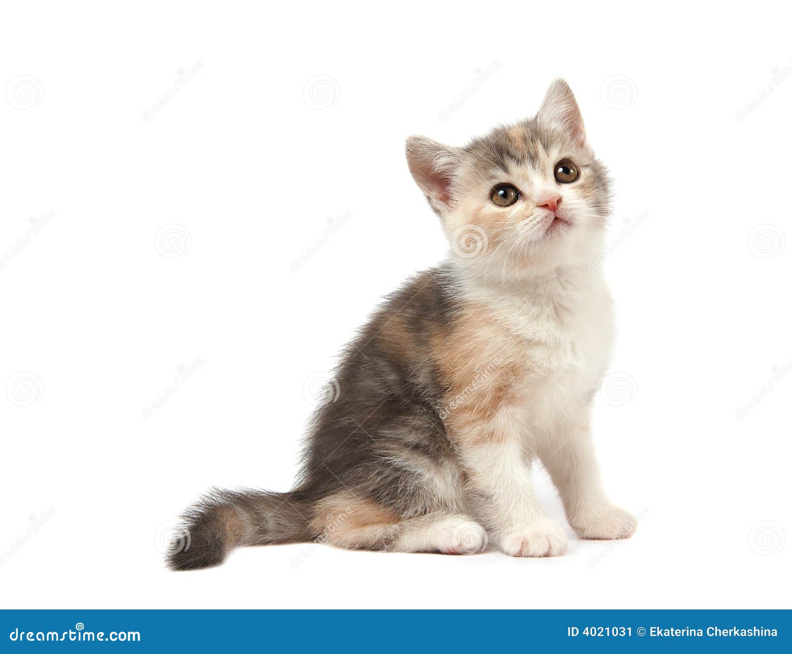 Little three-color kitten stock image. Image of whisker - 4021031