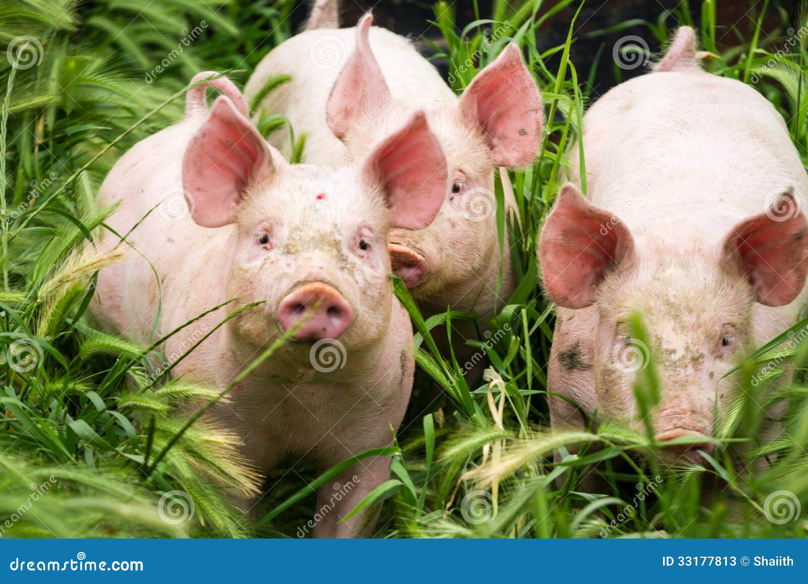 Little Three Pigs on the Field in Summer Stock Image - Image of pets ...