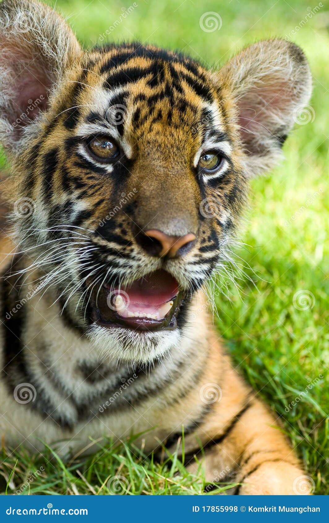 Little tiger stock photo. Image of life, marauder, hunt - 17855998