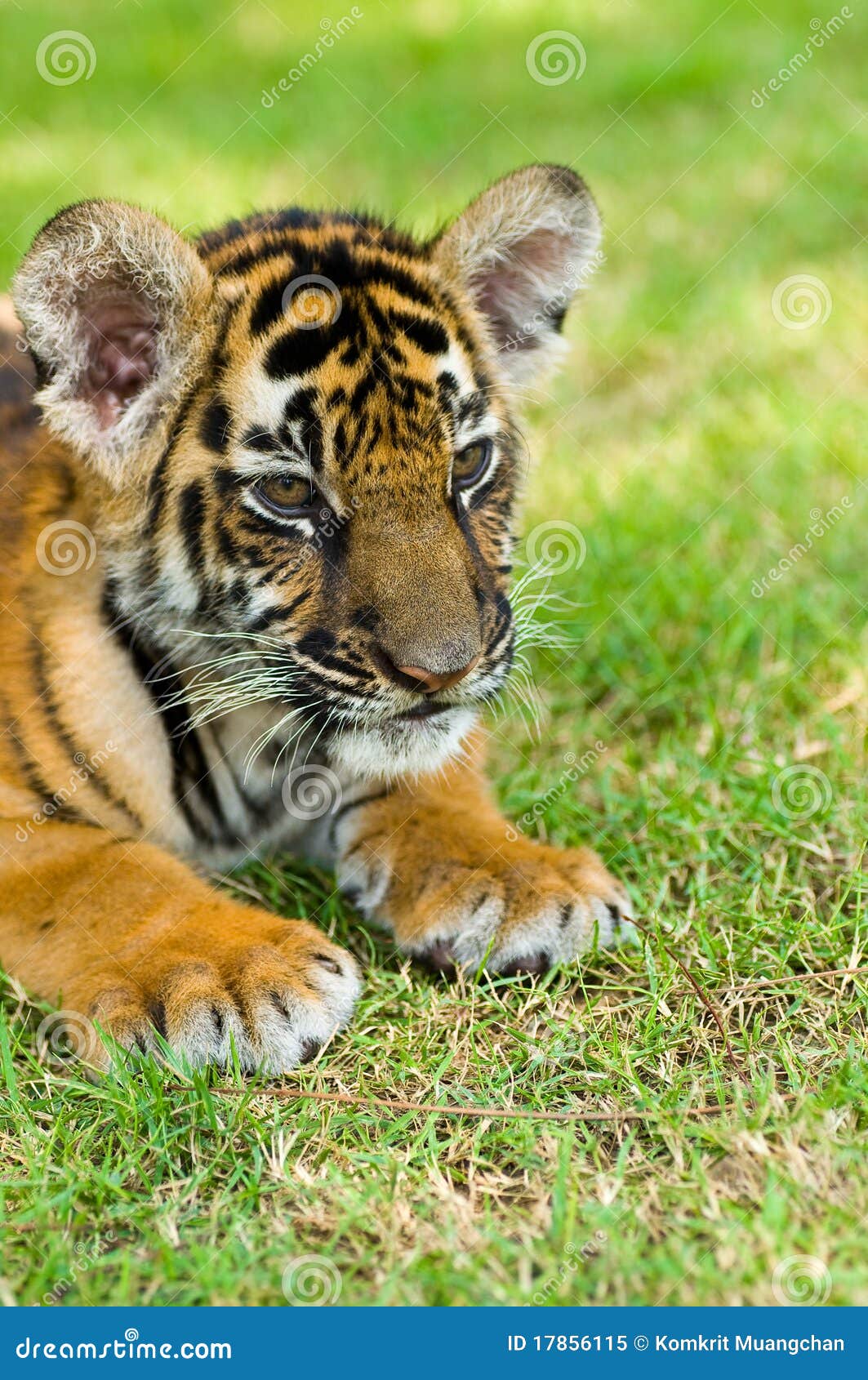 Little tiger stock image. Image of striped, wild, yellow - 17856115
