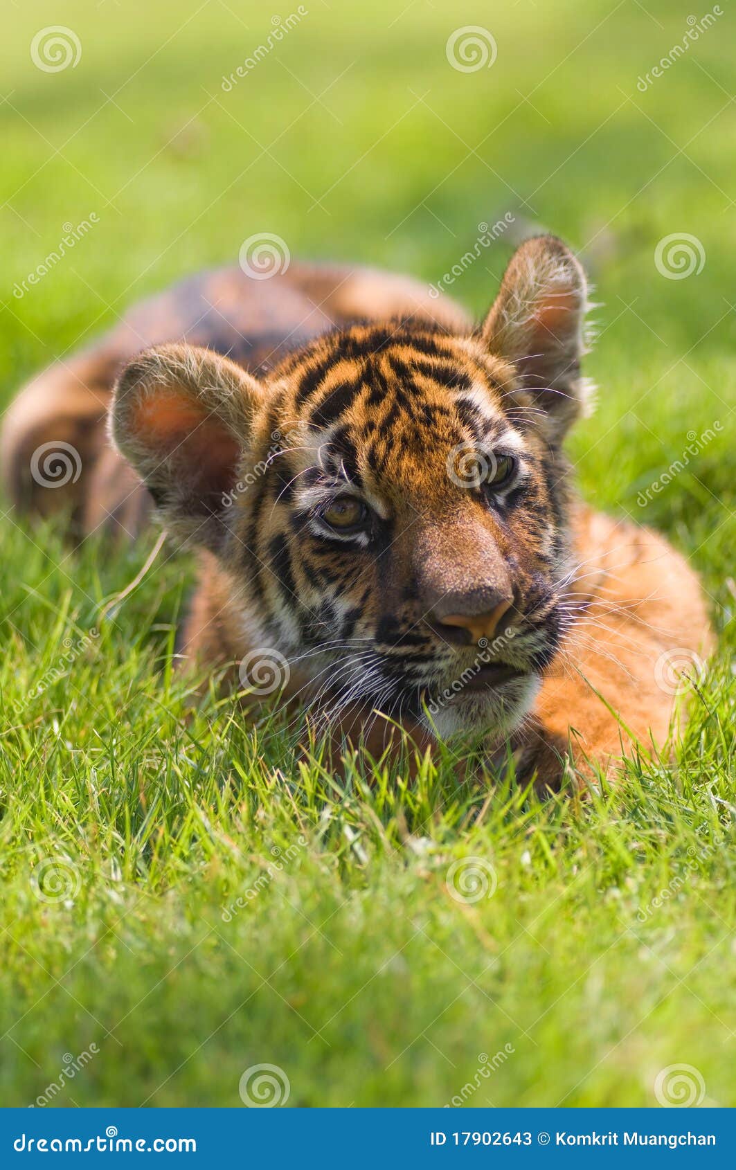 Little tiger stock image. Image of life, marauder, look - 17902643