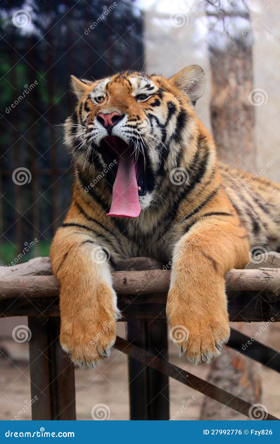 Little tiger stock photo. Image of mammals, palms, fierce - 27992776