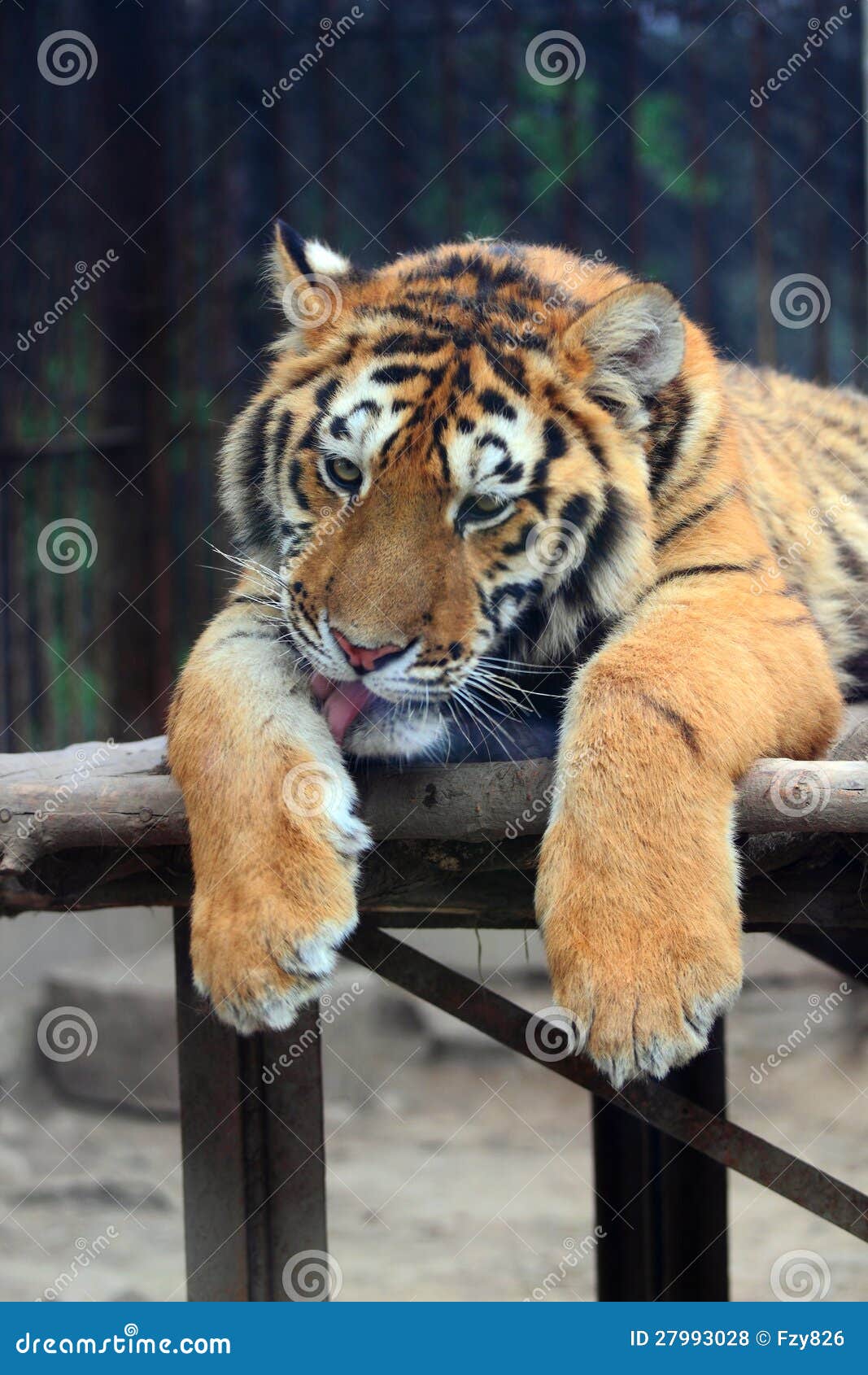 Little tiger stock photo. Image of cute, mammals, beautiful - 27993028