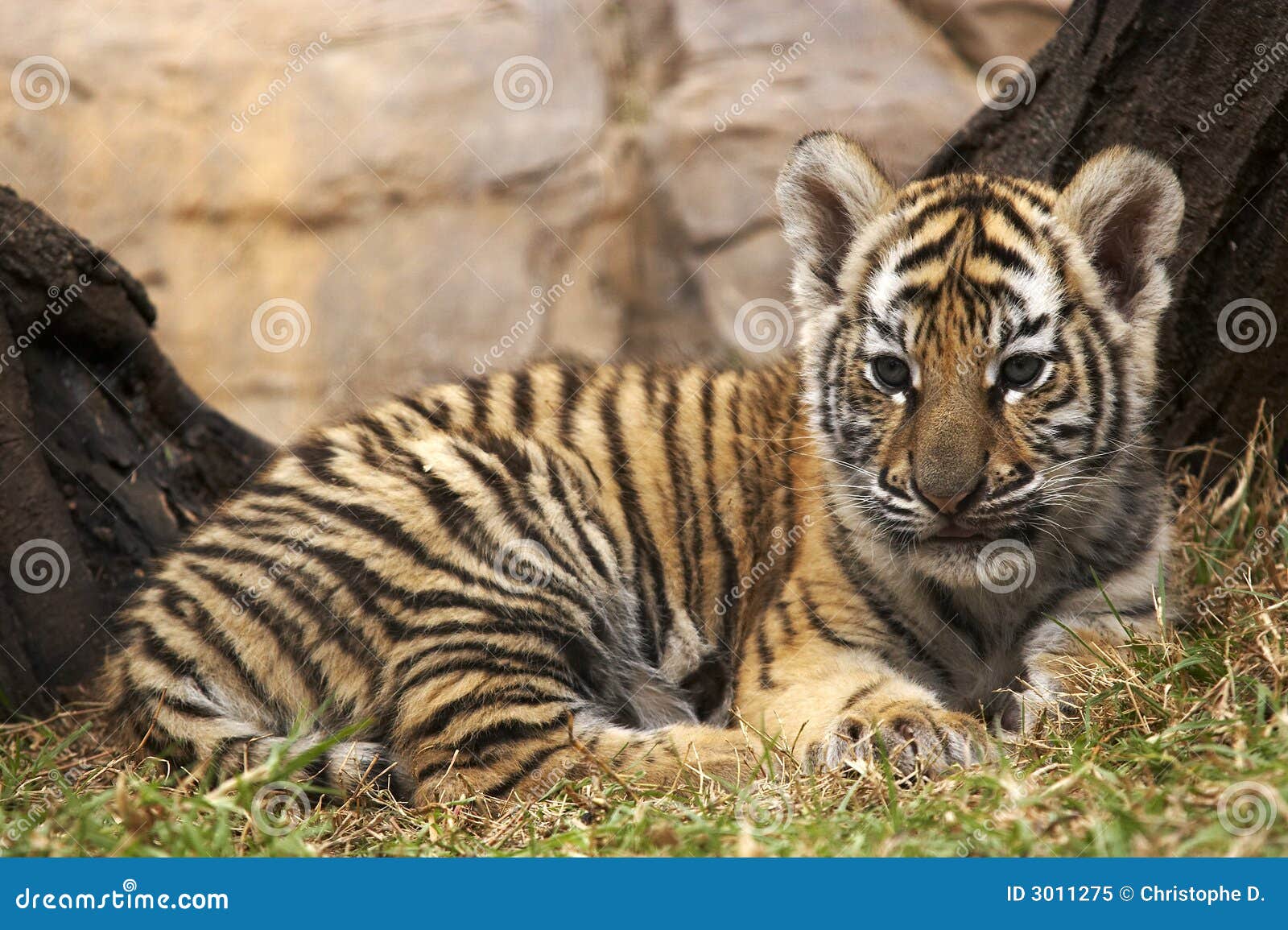 Little tiger 3 stock image. Image of tiger, park, kitten - 3011275