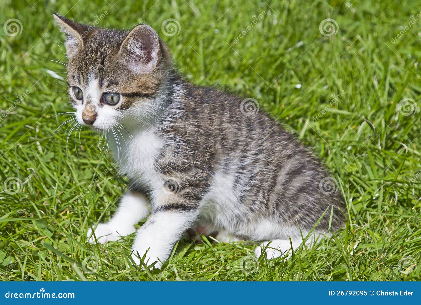 Little Tiger Cats stock image. Image of kittens, meadow - 26792095