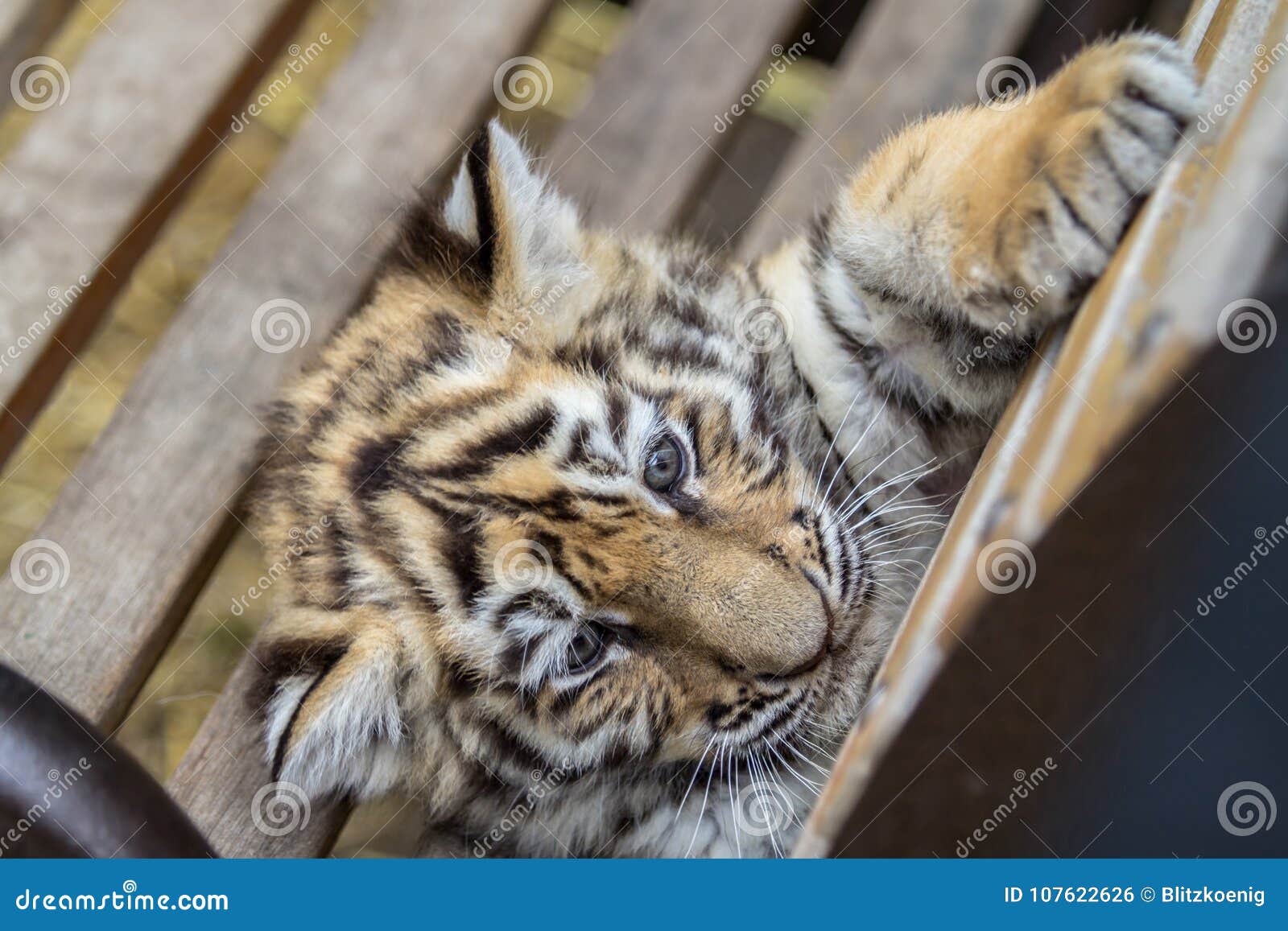 Tiger cub on the bench stock photo. Image of striped - 107622626