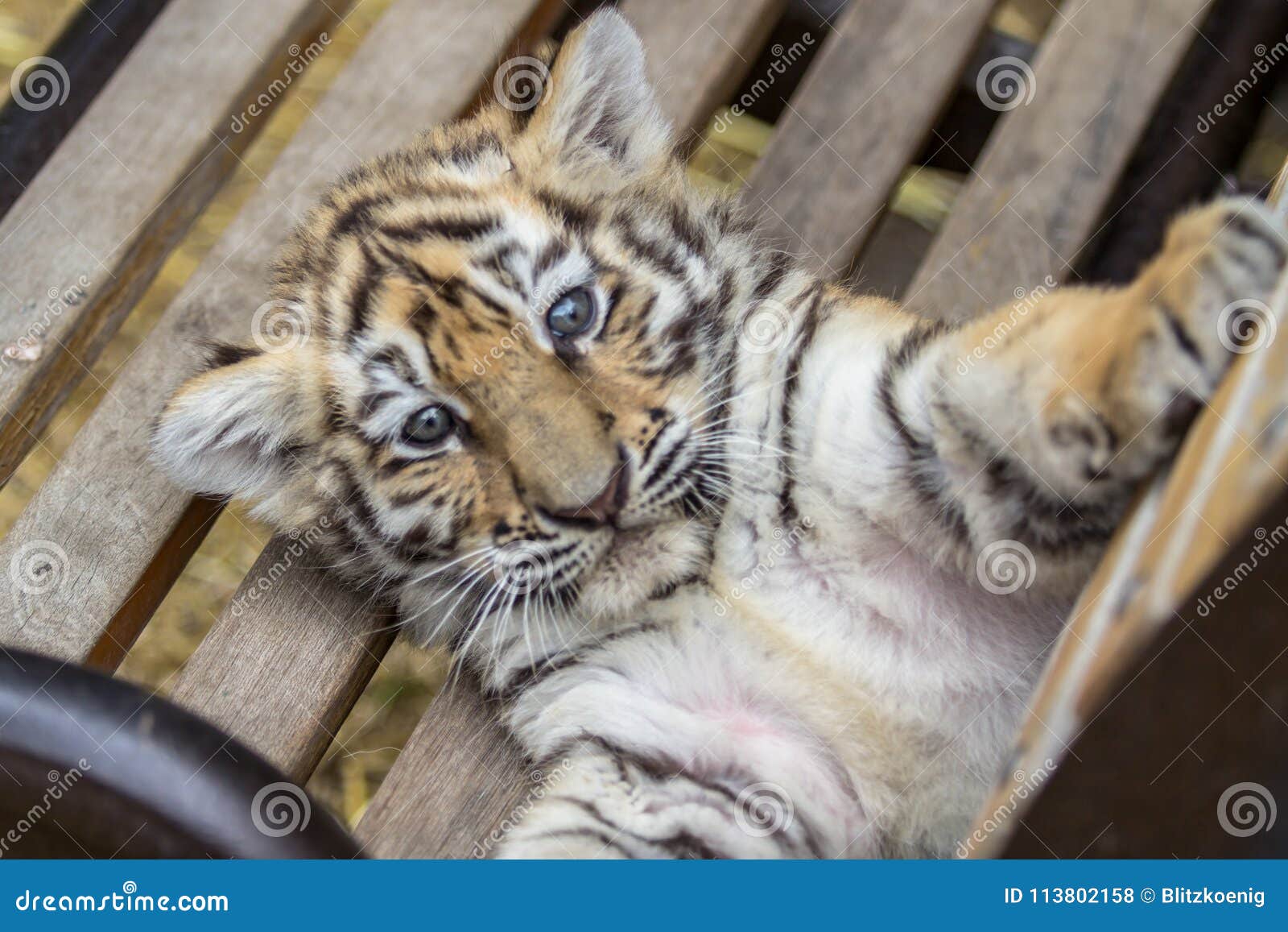 Tiger cub on the bench stock photo. Image of baby, panthera - 113802158
