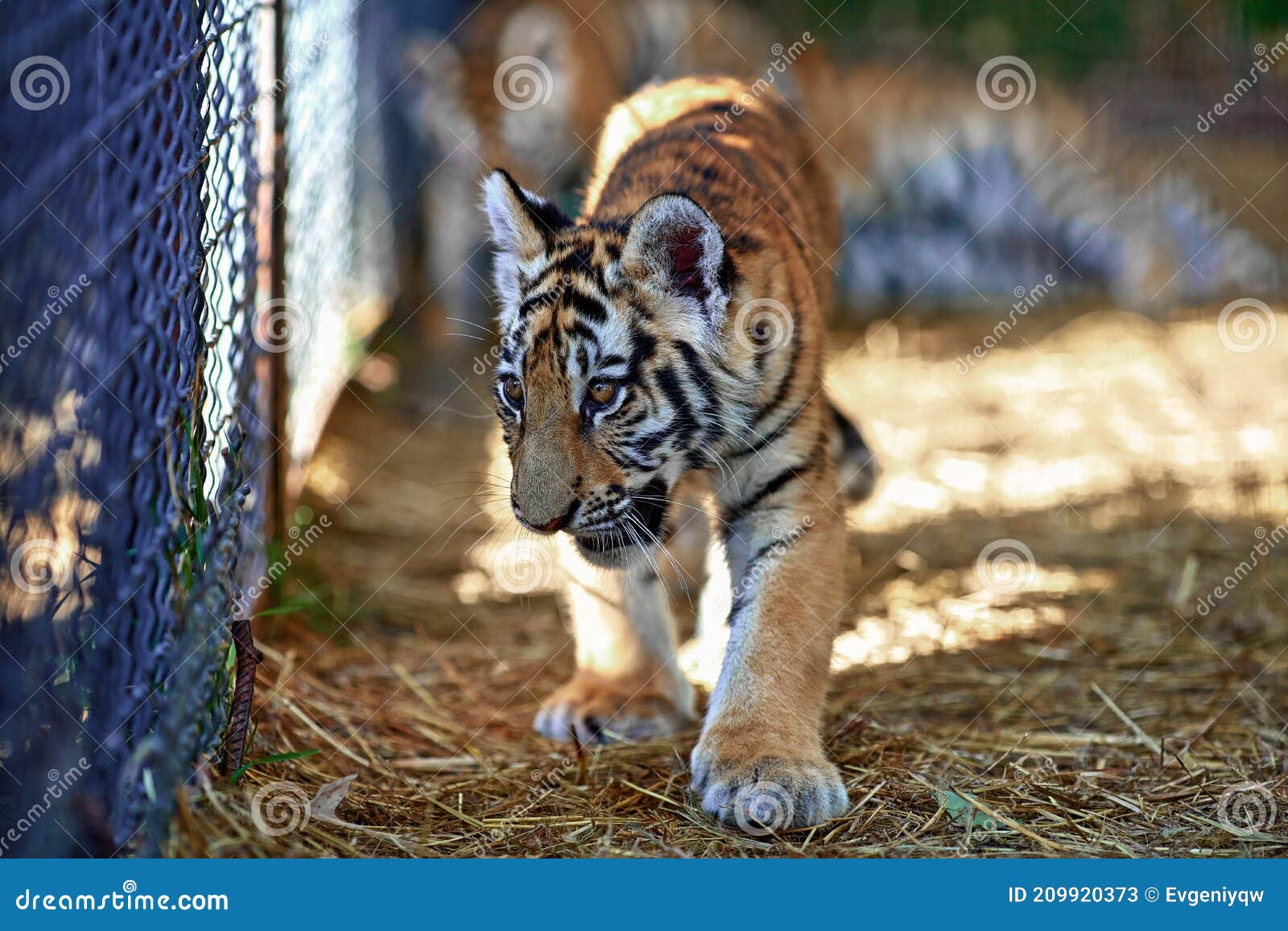 Little Tiger Cub Playing. Young Tiger Stock Image - Image of mammal ...